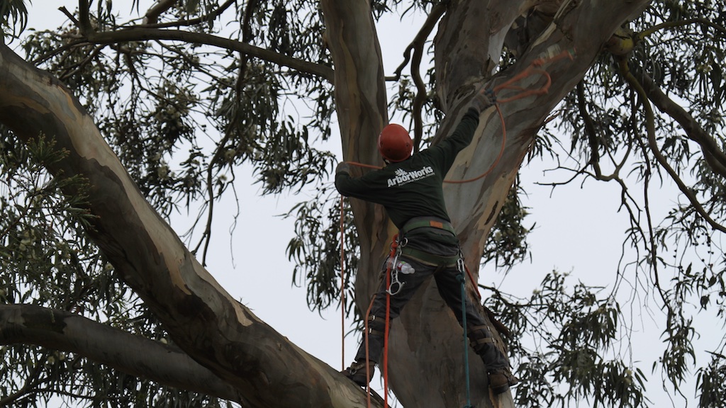 Industry Organization Spotlight: Tree Care Industry Association ...