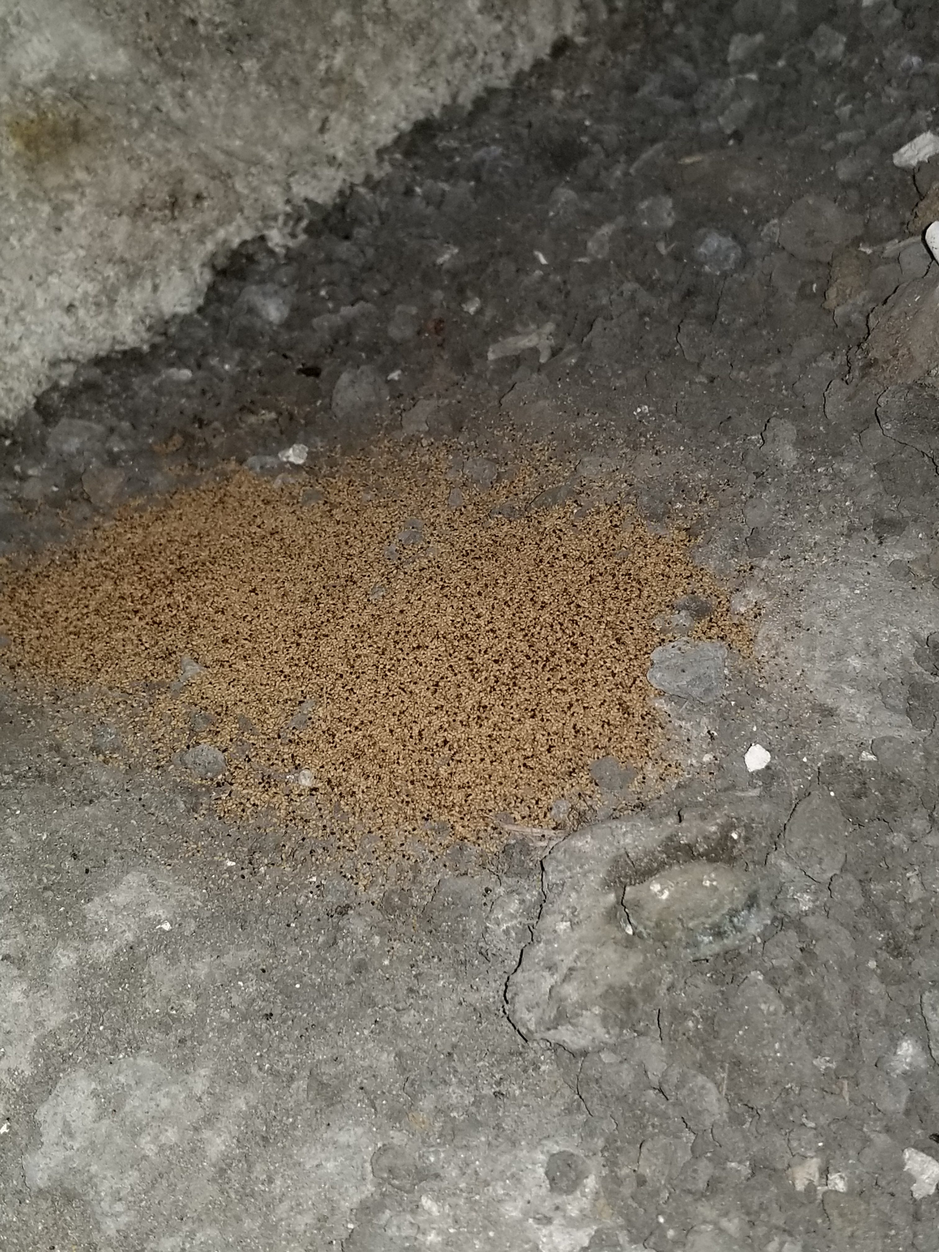 Hi Tech Termite Control of the Bay Area, Inc. | Diamond Certified ...