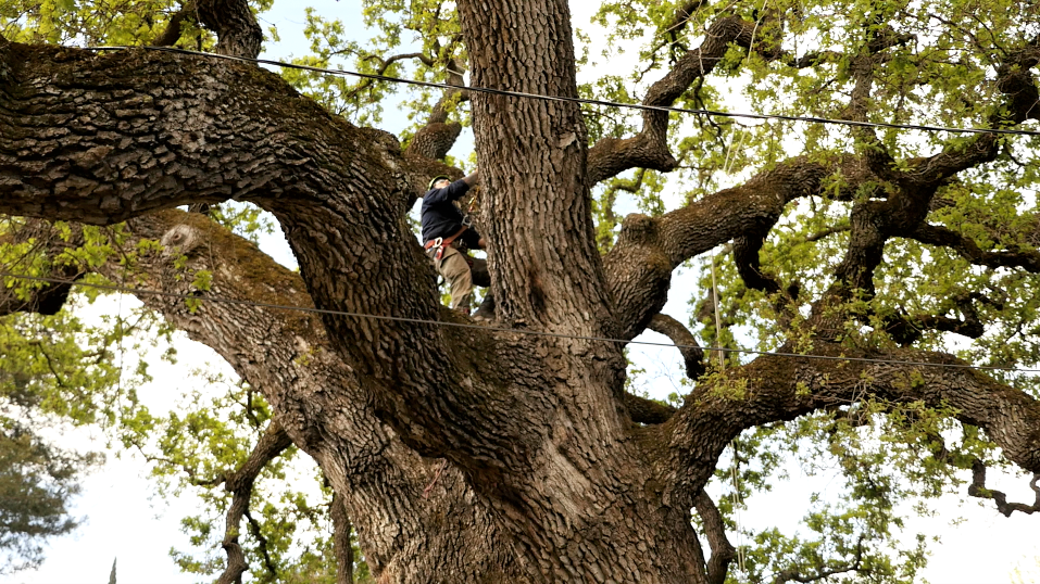 3 Little-Known Facts About Tree Care | Diamond Certified